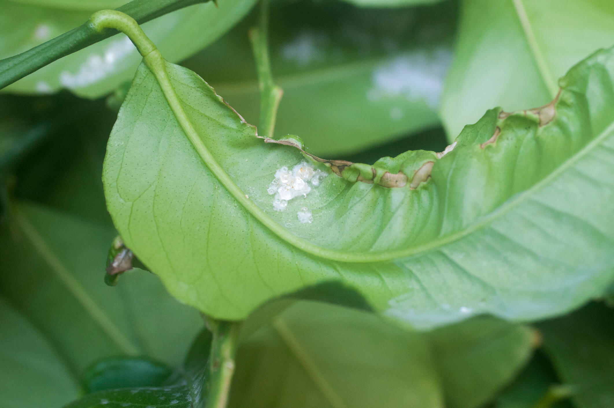 Troubleshooting Lemon Trees: Fixing Yellow Leaf Problems | Better Homes ...