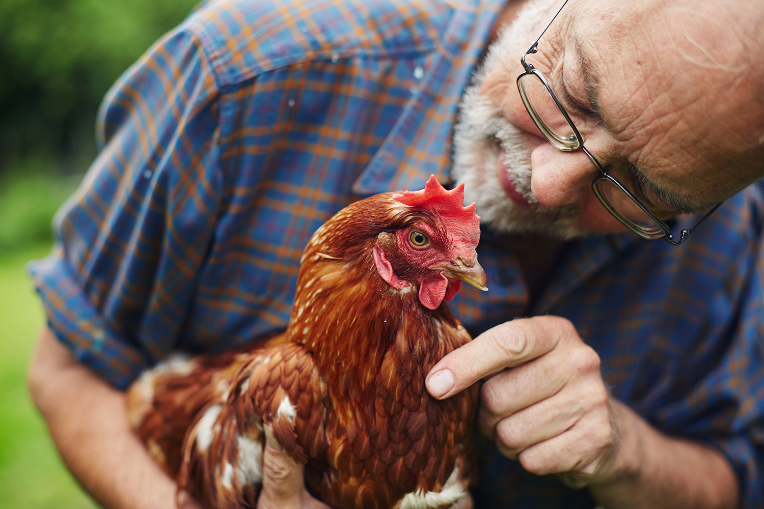 Research finds chickens prefer ‘pretty’ humans | Better Homes and Gardens