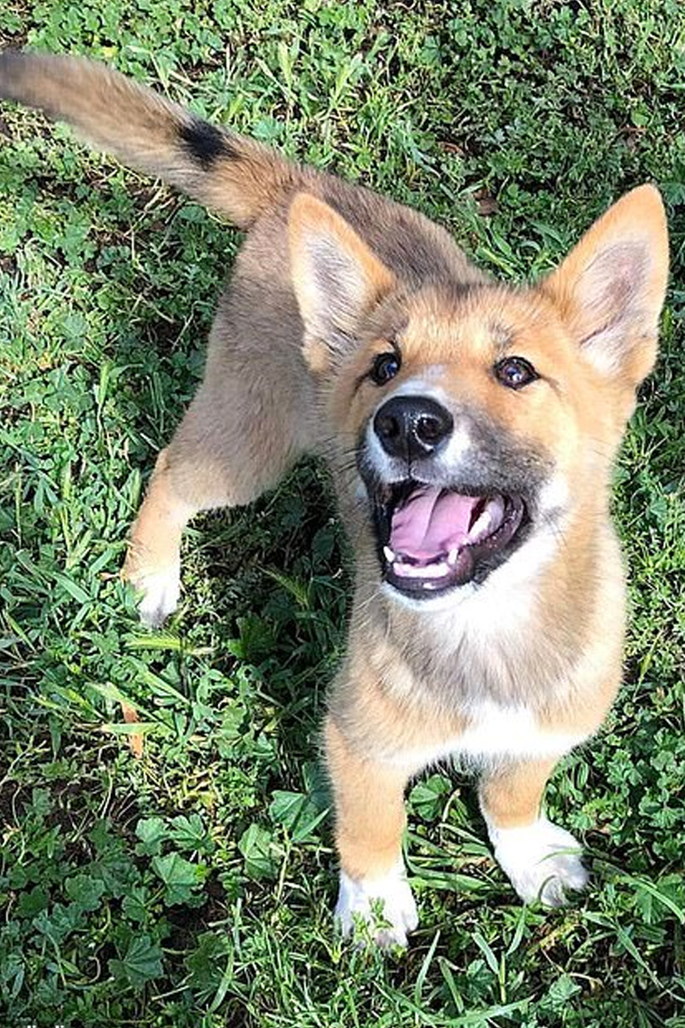 Family puppy found to be endangered dingo species | Better Homes and ...