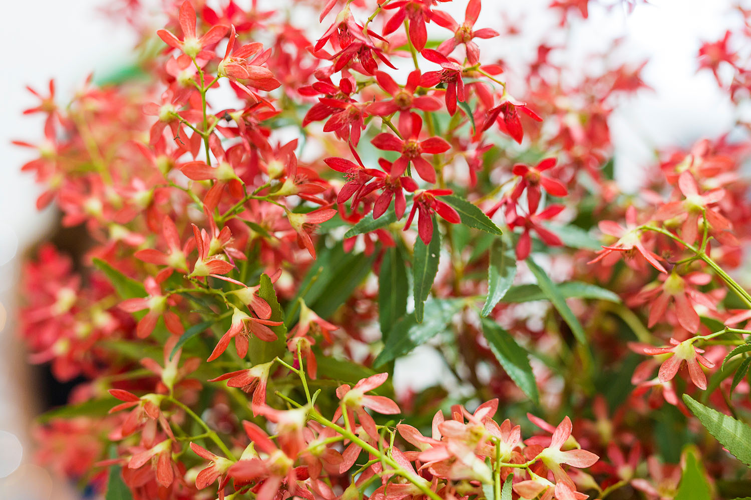 Expert tips for creating Christmas floral arrangements | Better Homes ...