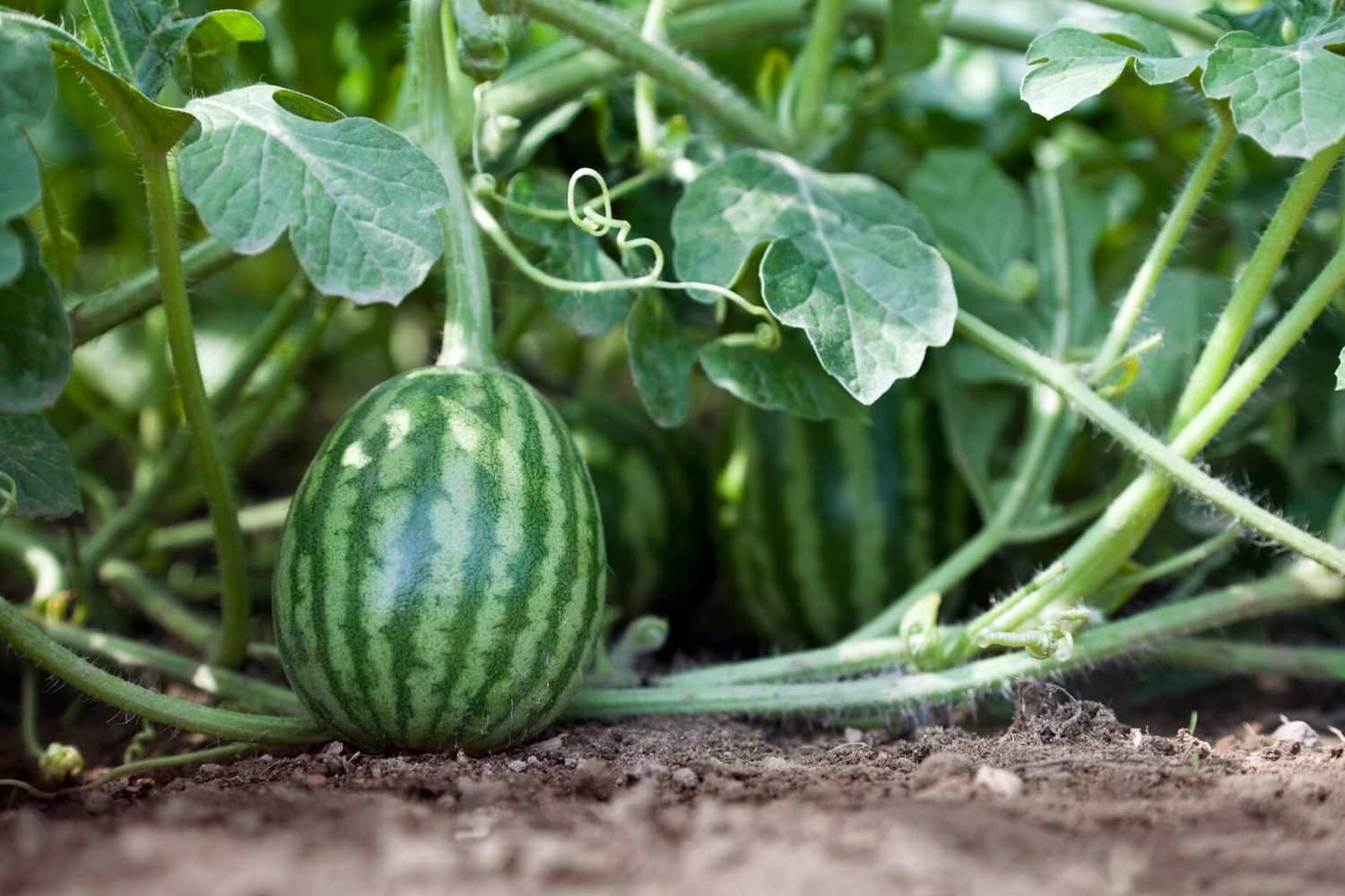 How to Grow Watermelon: Best Tips for Planting & Harvesting | Better ...