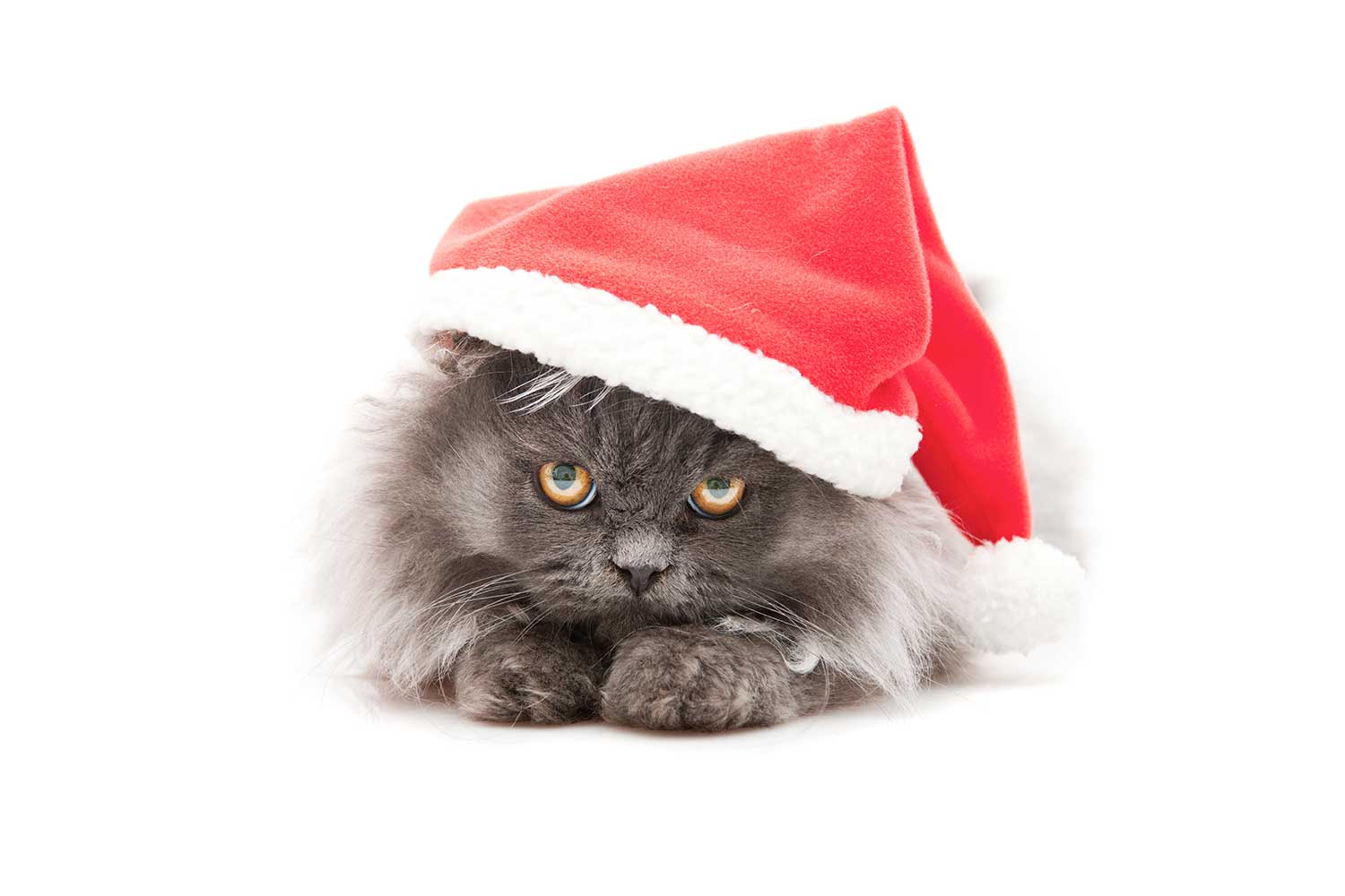 Where to get Santa pet photos around Australia 2019 | Better Homes and ...