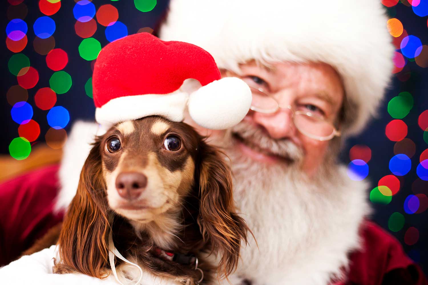 Where to get Santa pet photos around Australia 2019 | Better Homes and ...