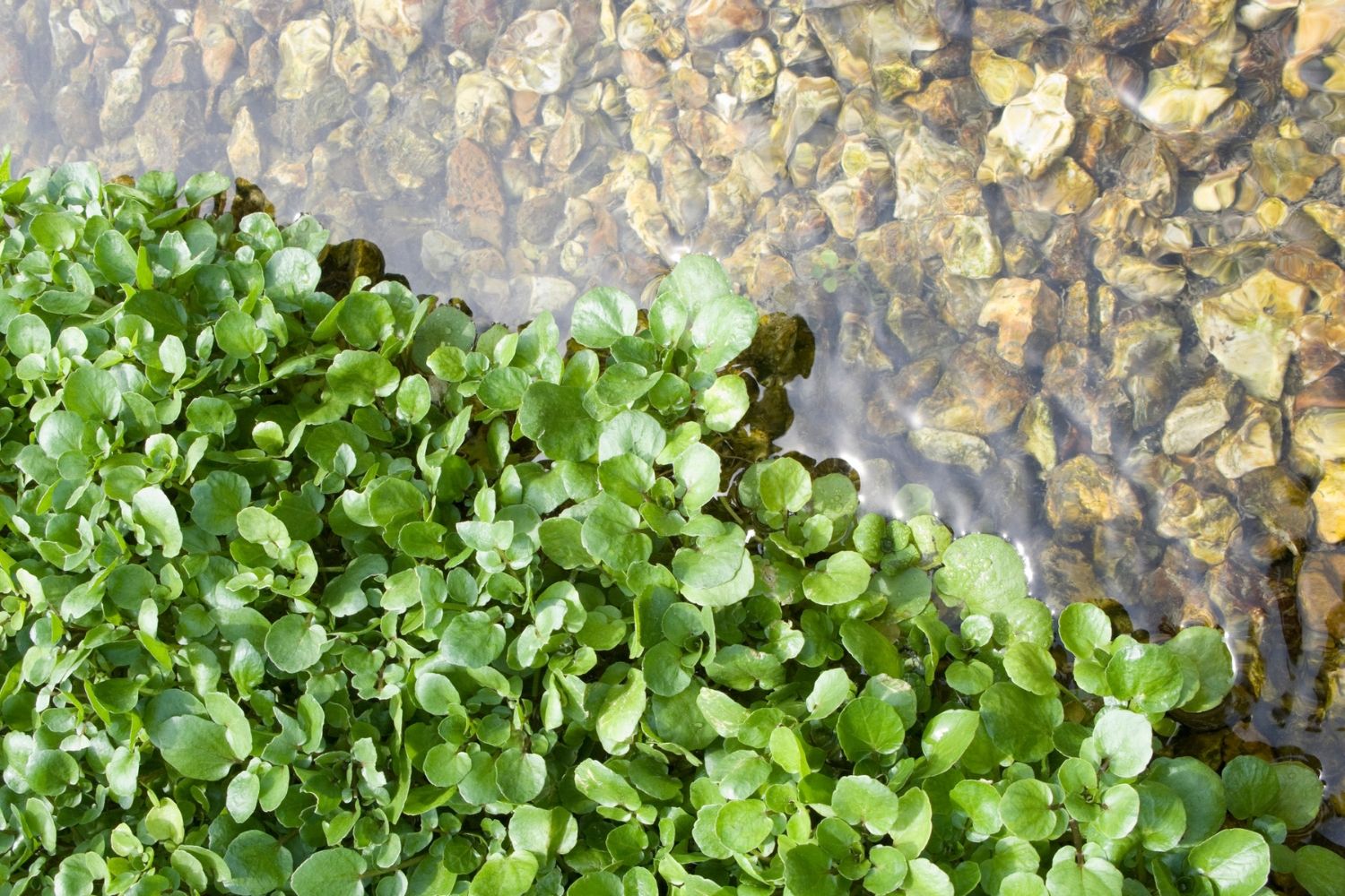 How to grow watercress with tips for sowing and harvesting | Better ...