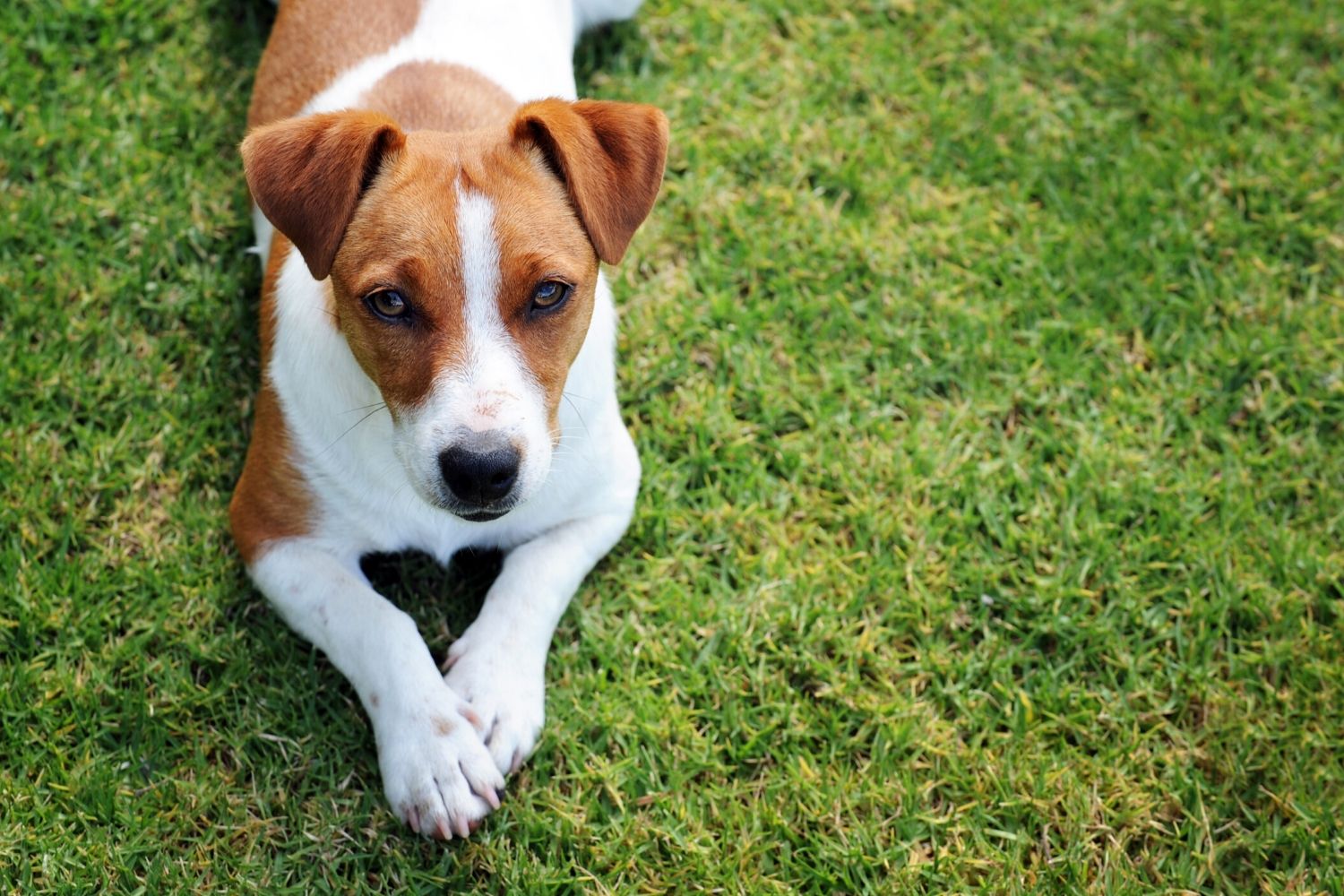 Small Dog Breeds: Our 15 Best Little Dogs | Better Homes and Gardens