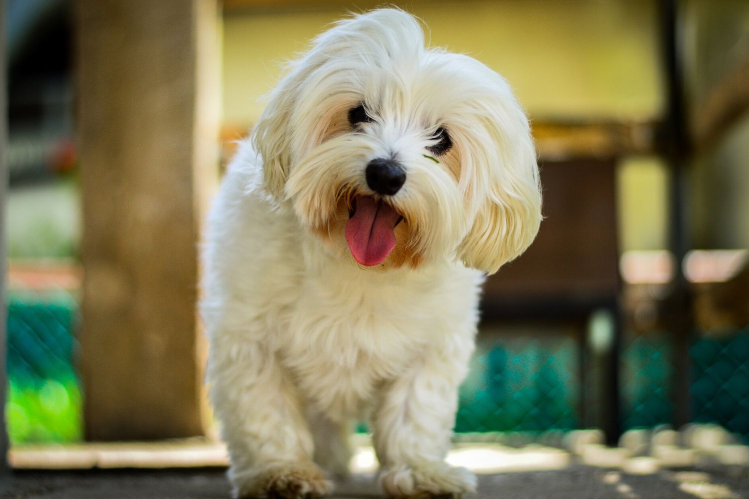 Small Dog Breeds: Our 15 Best Little Dogs | Better Homes and Gardens