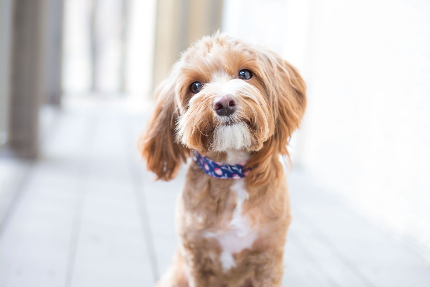 Small Dog Breeds: Our 15 Best Little Dogs | Better Homes and Gardens