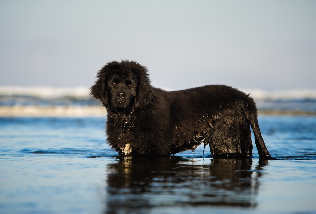 Newfoundland Dog Breed: Are They a Good Fit For Your Family? | Better ...