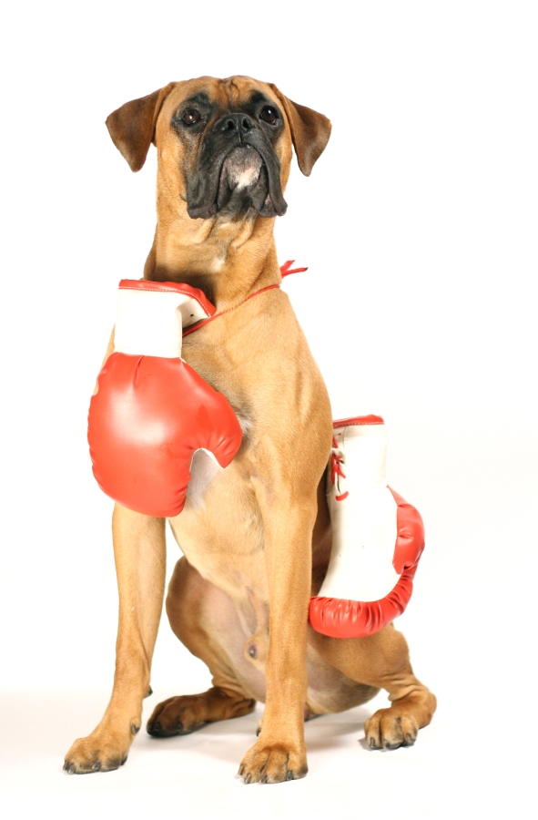 Boxer Dog: Facts & Information About Owning a Boxer | Better Homes and ...