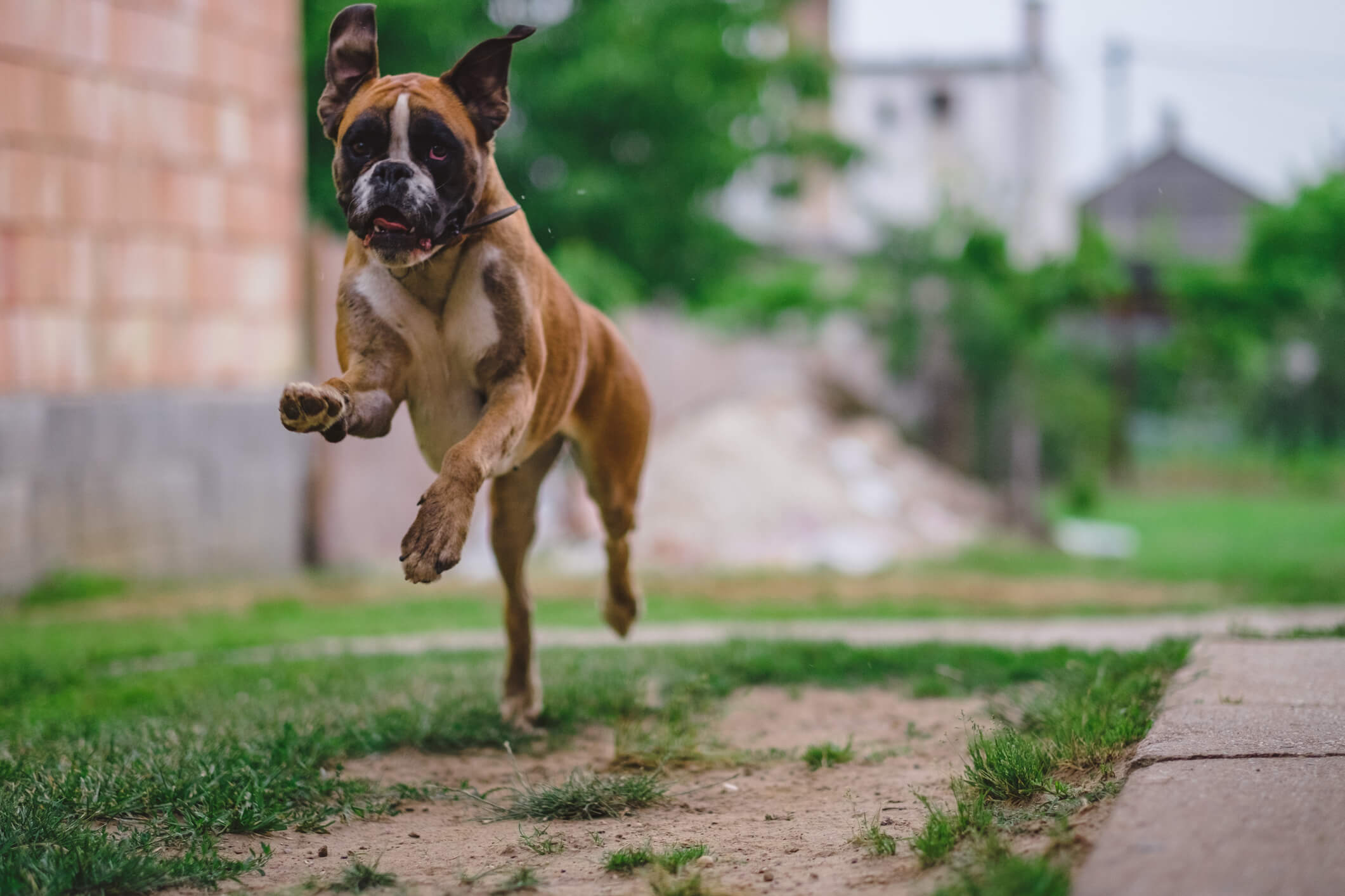Boxer Dog: Facts & Information About Owning a Boxer | Better Homes and ...