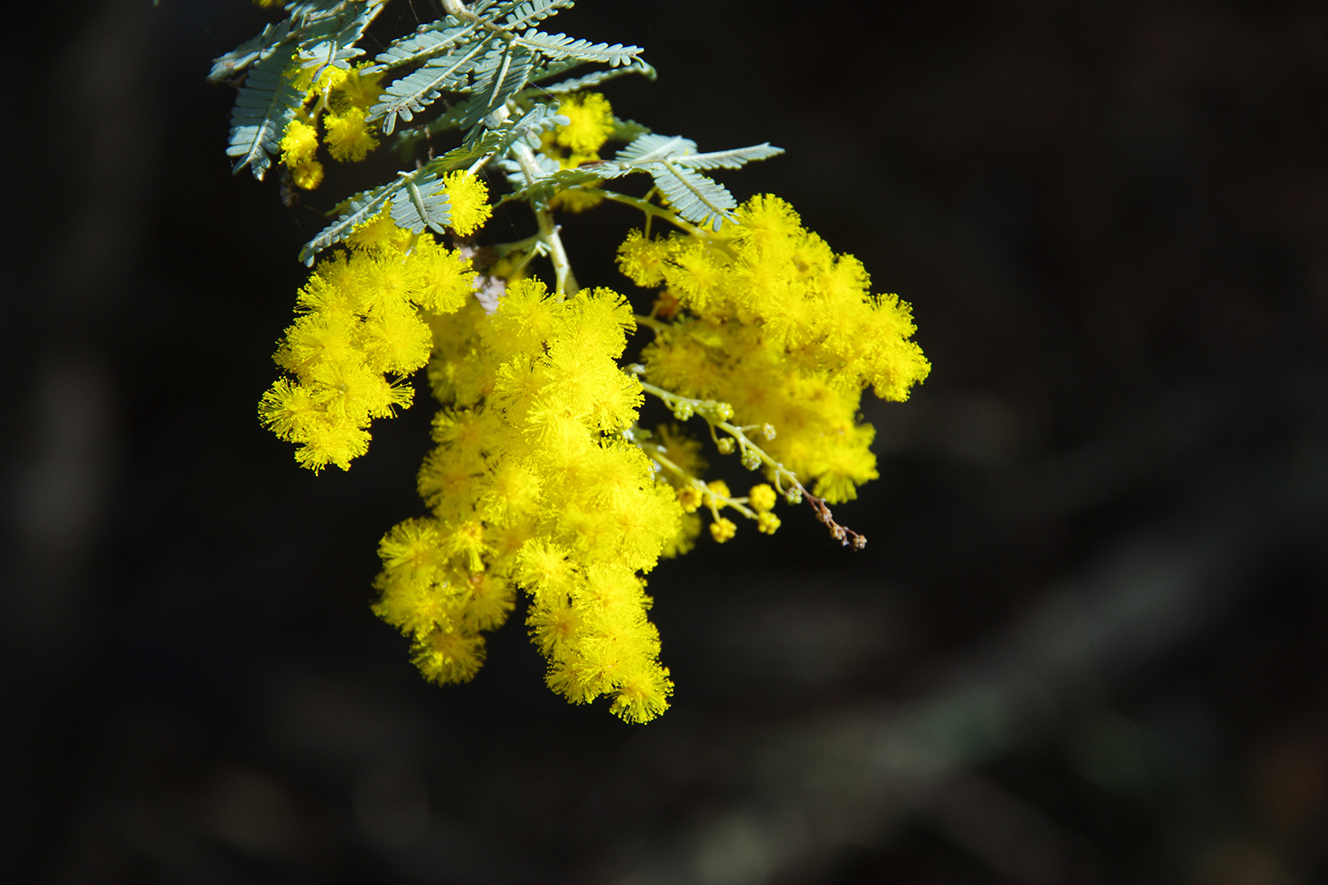 5 Plants to Attract Native Wildlife to Your Garden | Better Homes and ...