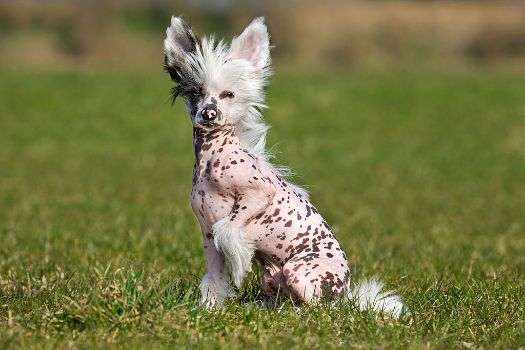 Chinese Crested Dog: Are They Really Hairless? | Better Homes and Gardens