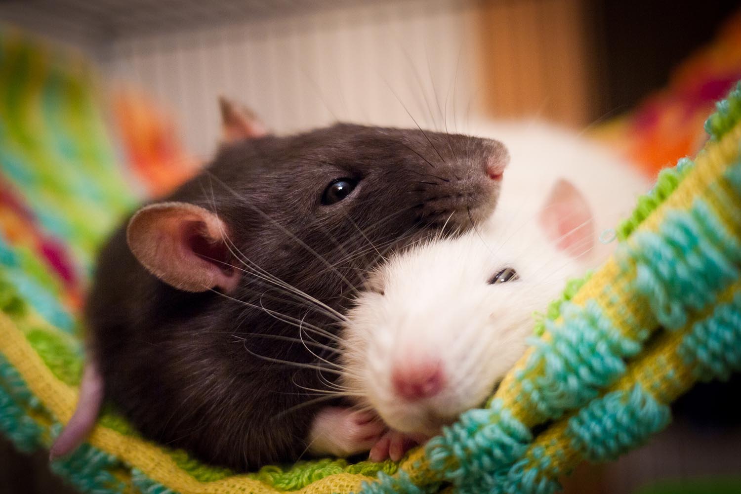 9 Low-maintenance pets perfect for busy people | Better Homes and Gardens