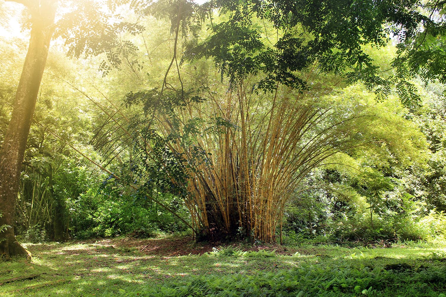 The best plants for beginner outdoor gardeners | Better Homes and Gardens