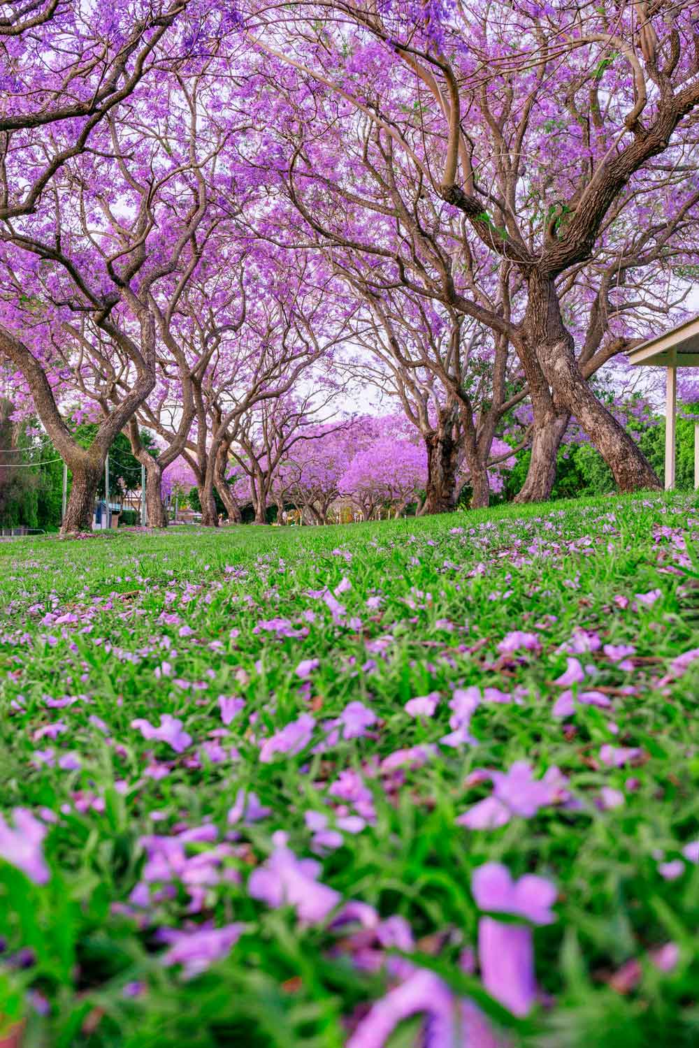 How to grow jacaranda trees | Better Homes and Gardens