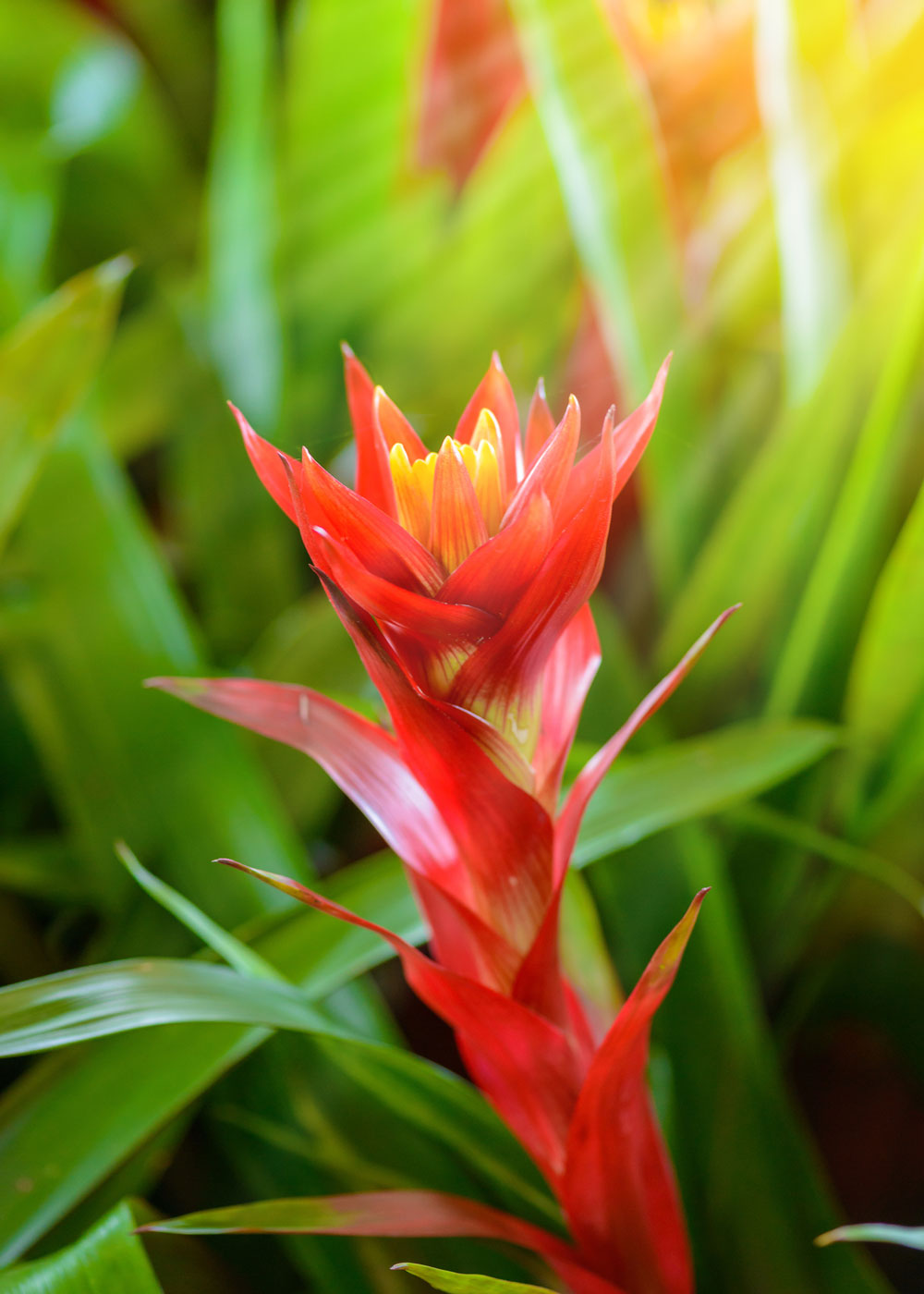 How to grow bromeliads | Better Homes and Gardens