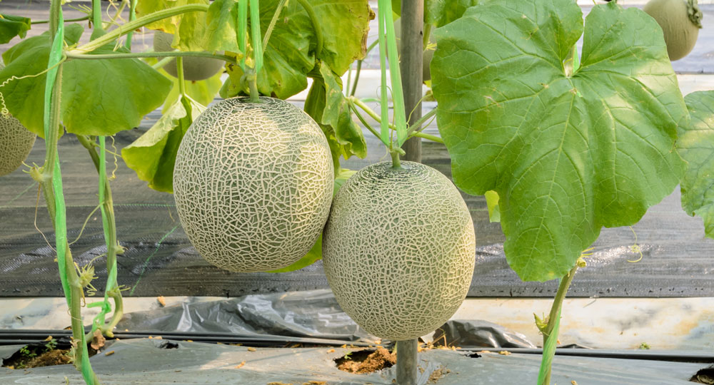 Top tips for growing vine fruit | Better Homes and Gardens