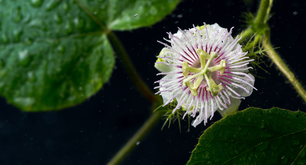 Top tips for growing vine fruit | Better Homes and Gardens