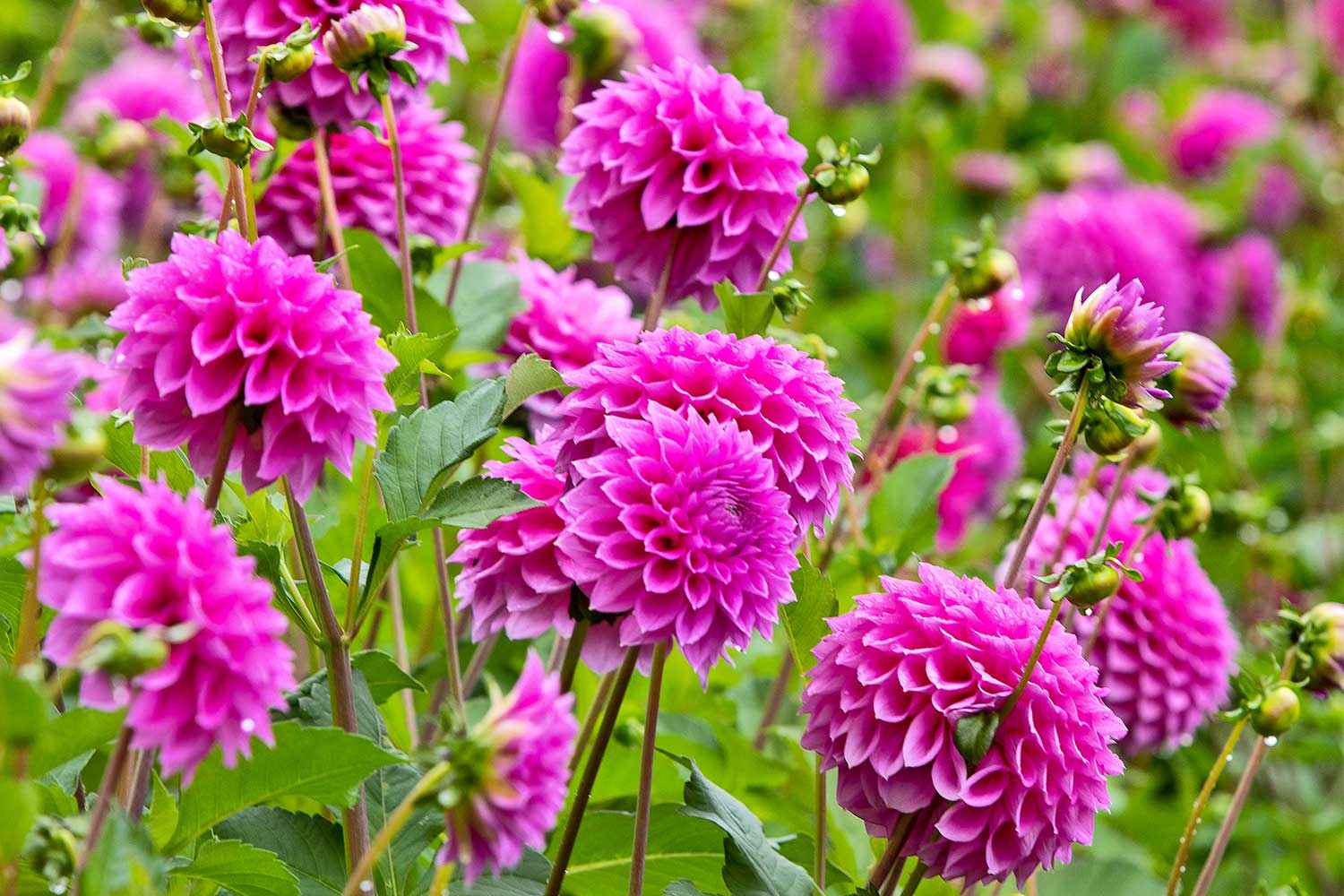 How to grow dahlias | Better Homes and Gardens