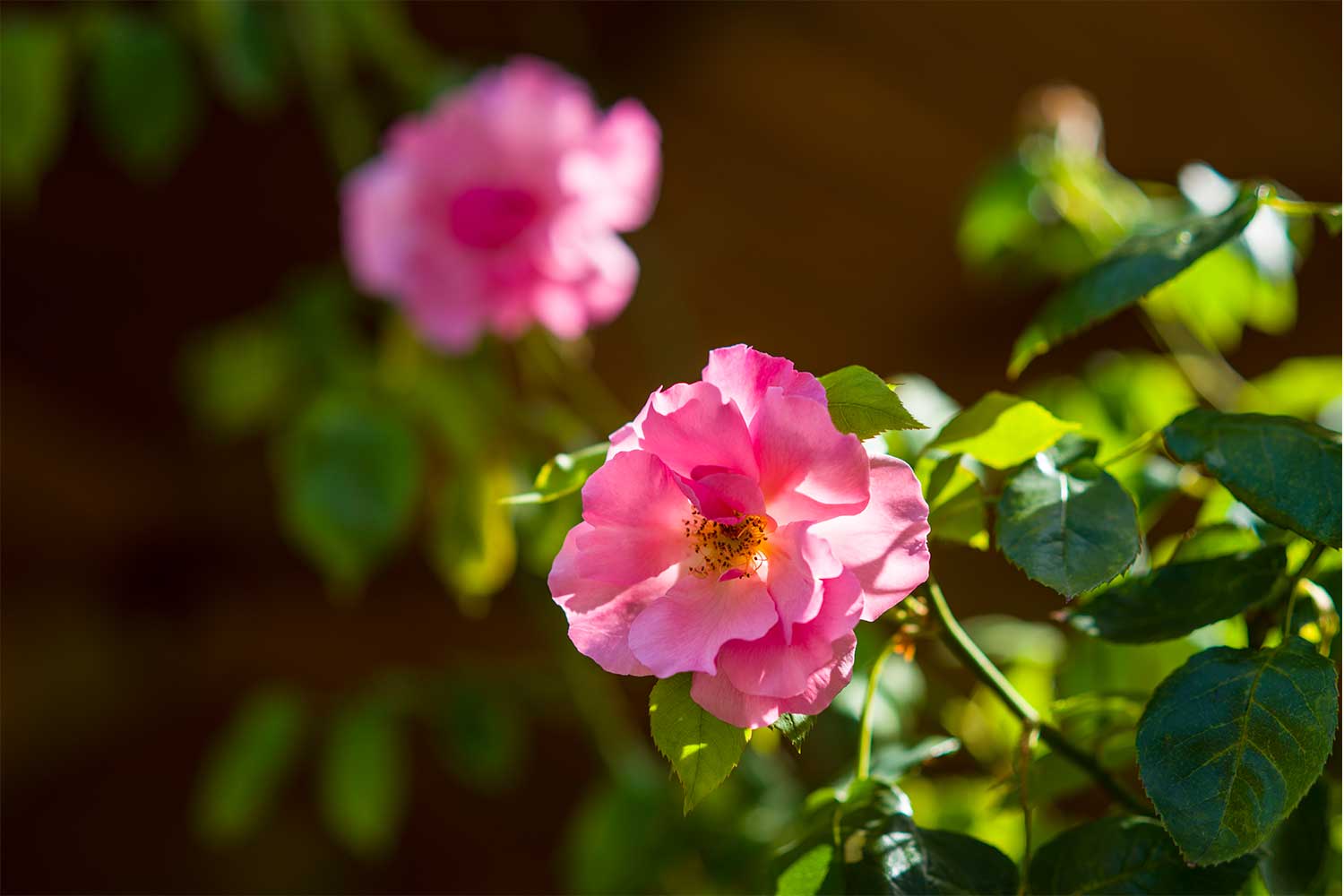 How to care for roses | Better Homes and Gardens