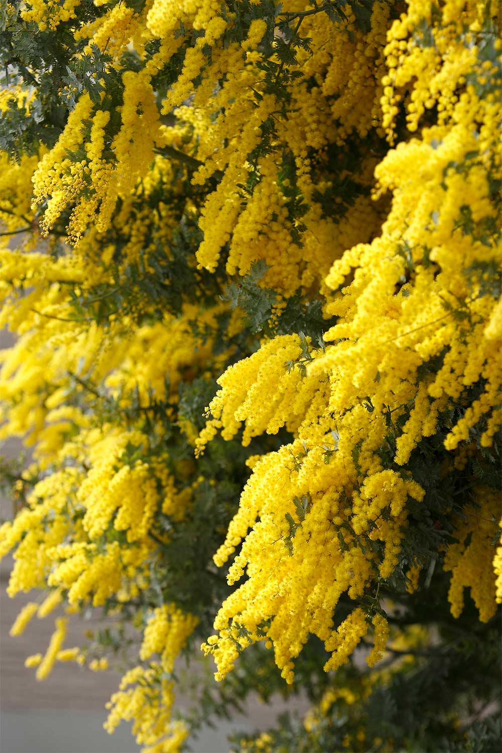 How to grow and care for wattle | Better Homes and Gardens
