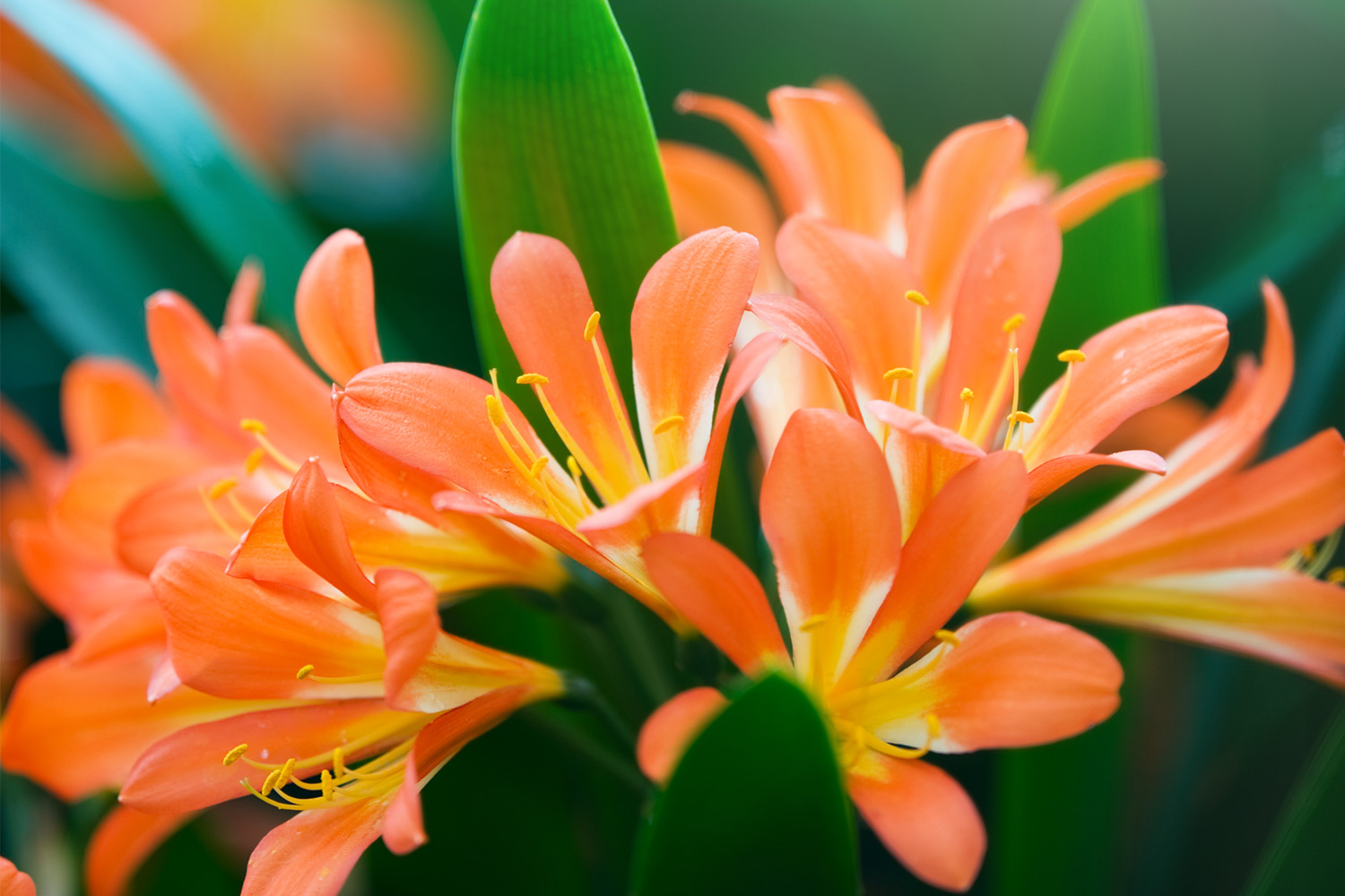How to grow and care for clivia plants | Better Homes and Gardens