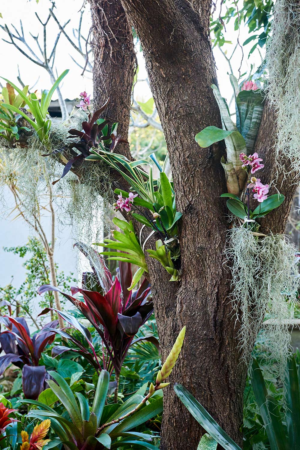 How to hang bromeliads in a tree | Better Homes and Gardens