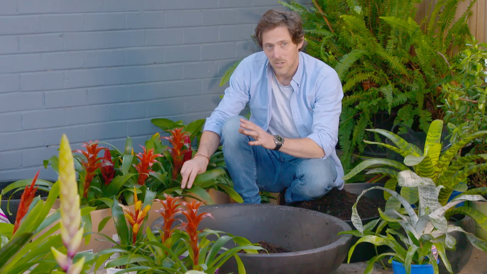 Charlie Albone’s guide to succulents | Better Homes and Gardens