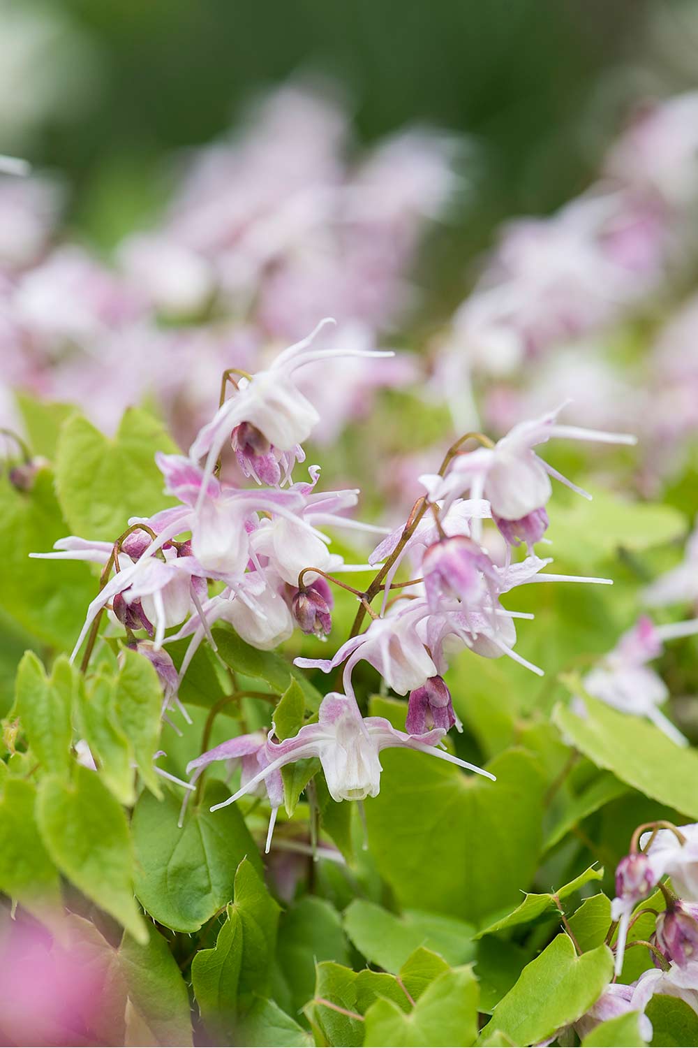 How to grow and care for epimediums | Better Homes and Gardens