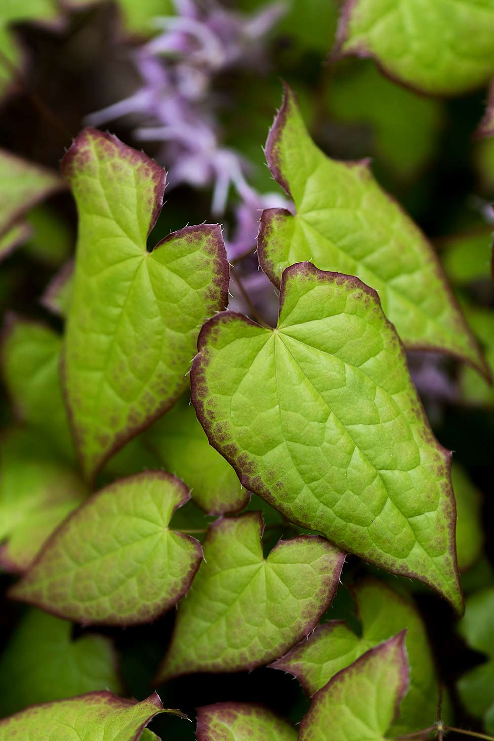 How to grow and care for epimediums | Better Homes and Gardens