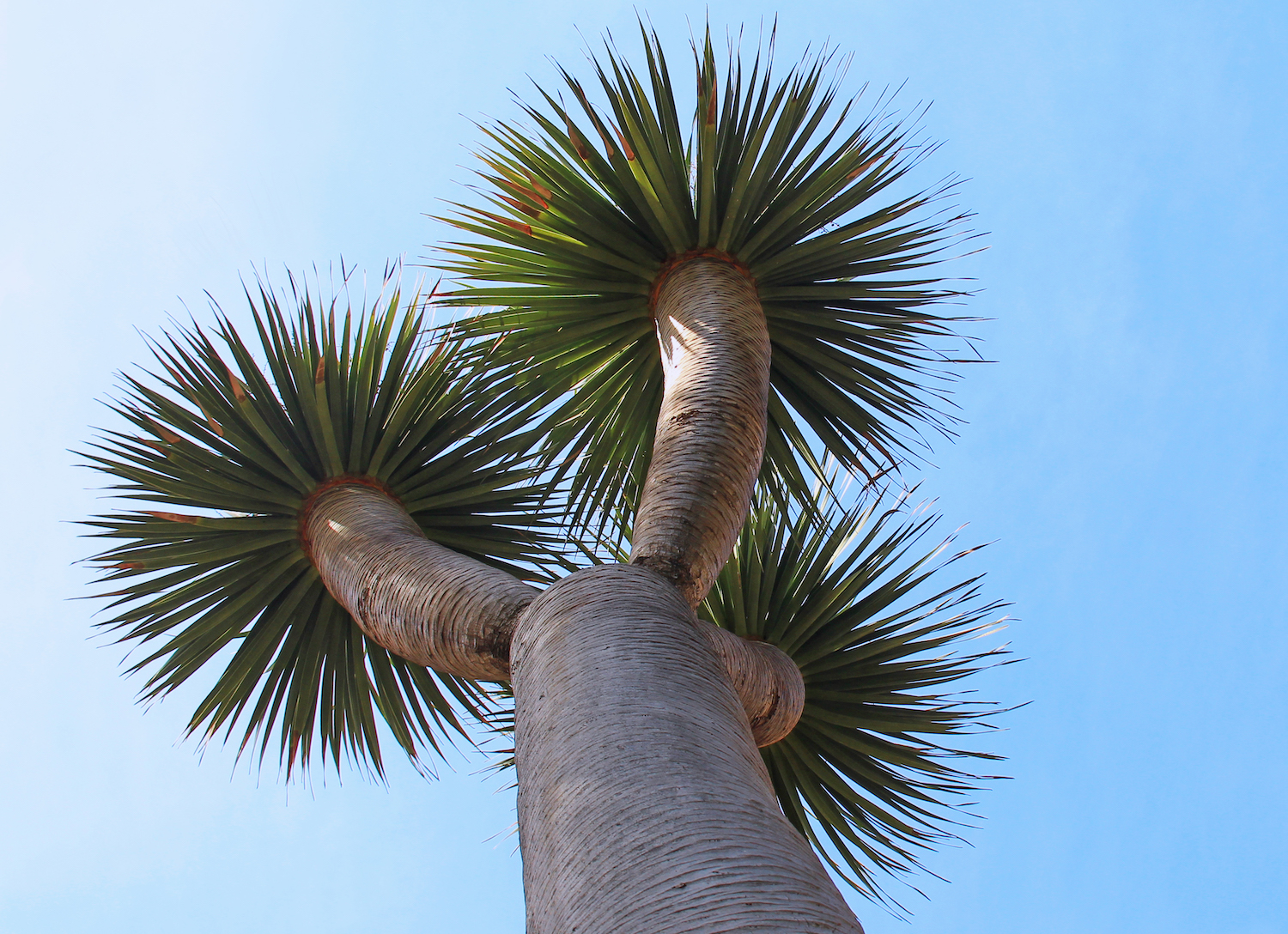 How to grow dragon trees | Better Homes and Gardens