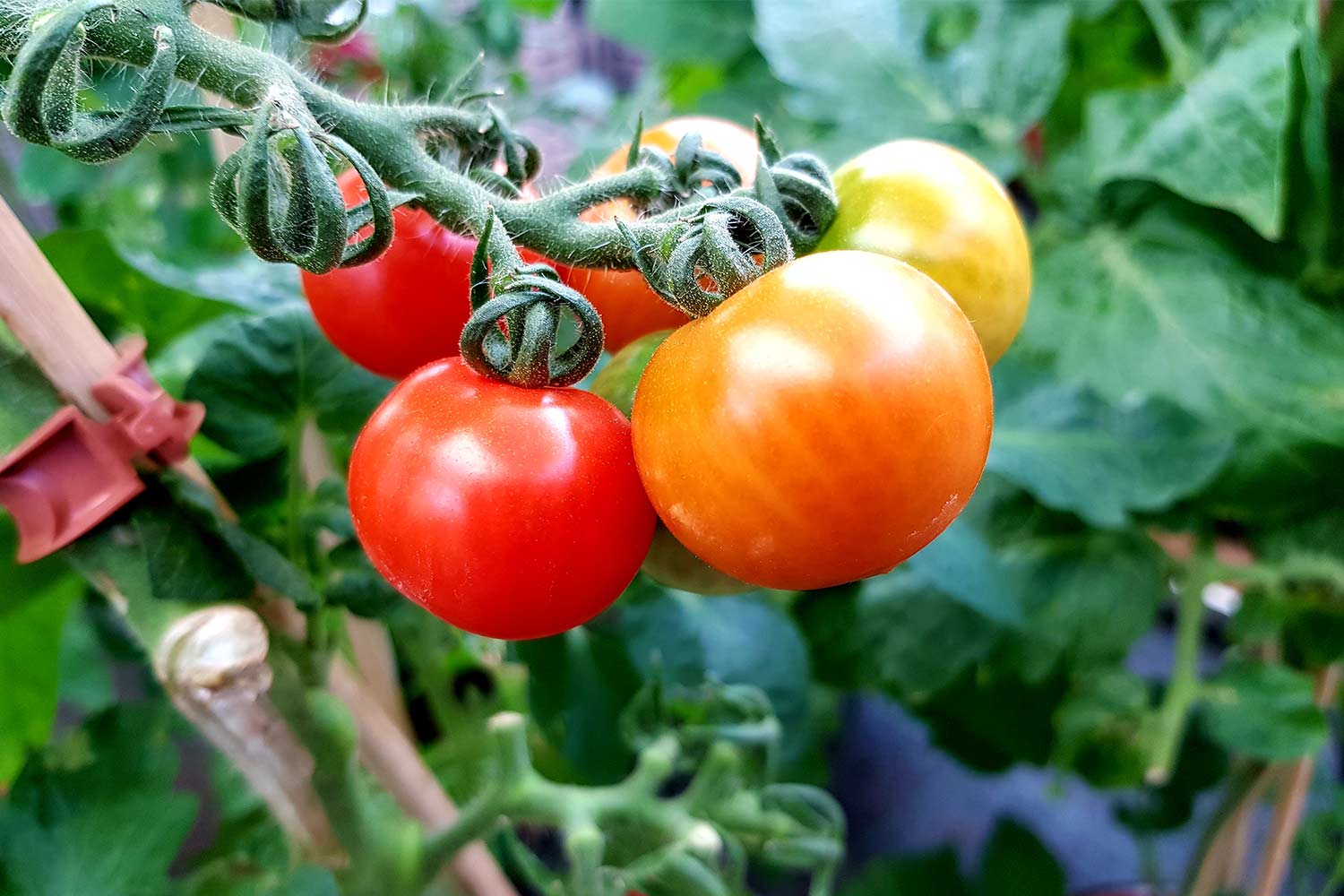 Boston bun | Better Homes & Gardens Australia