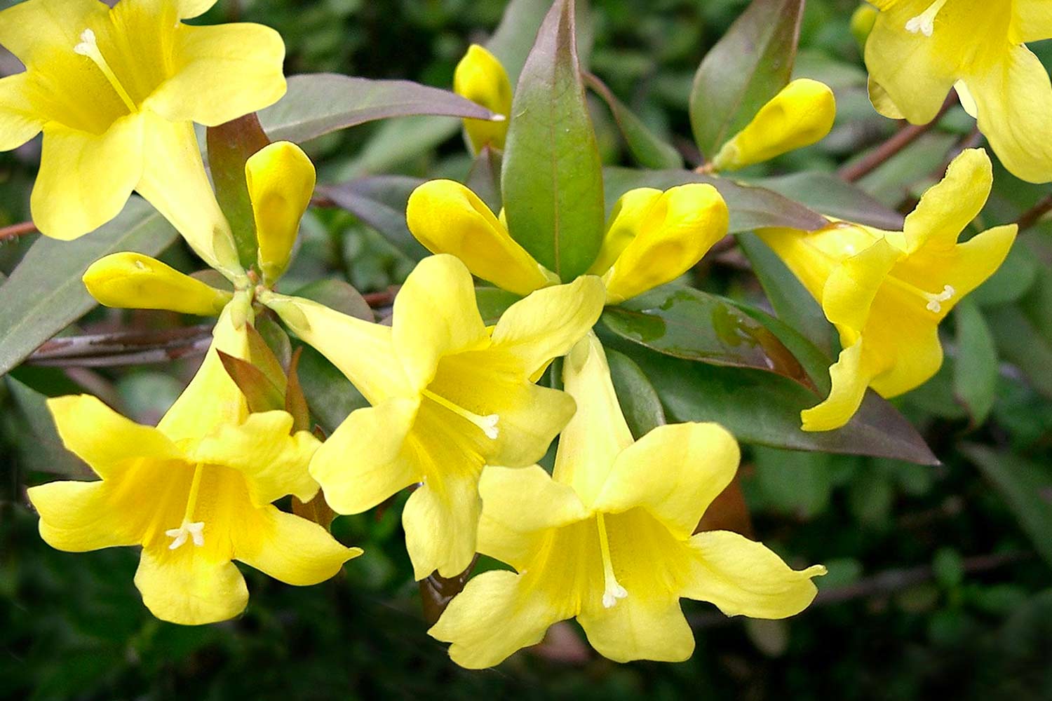 How to grow and care for jasmine | Better Homes and Gardens