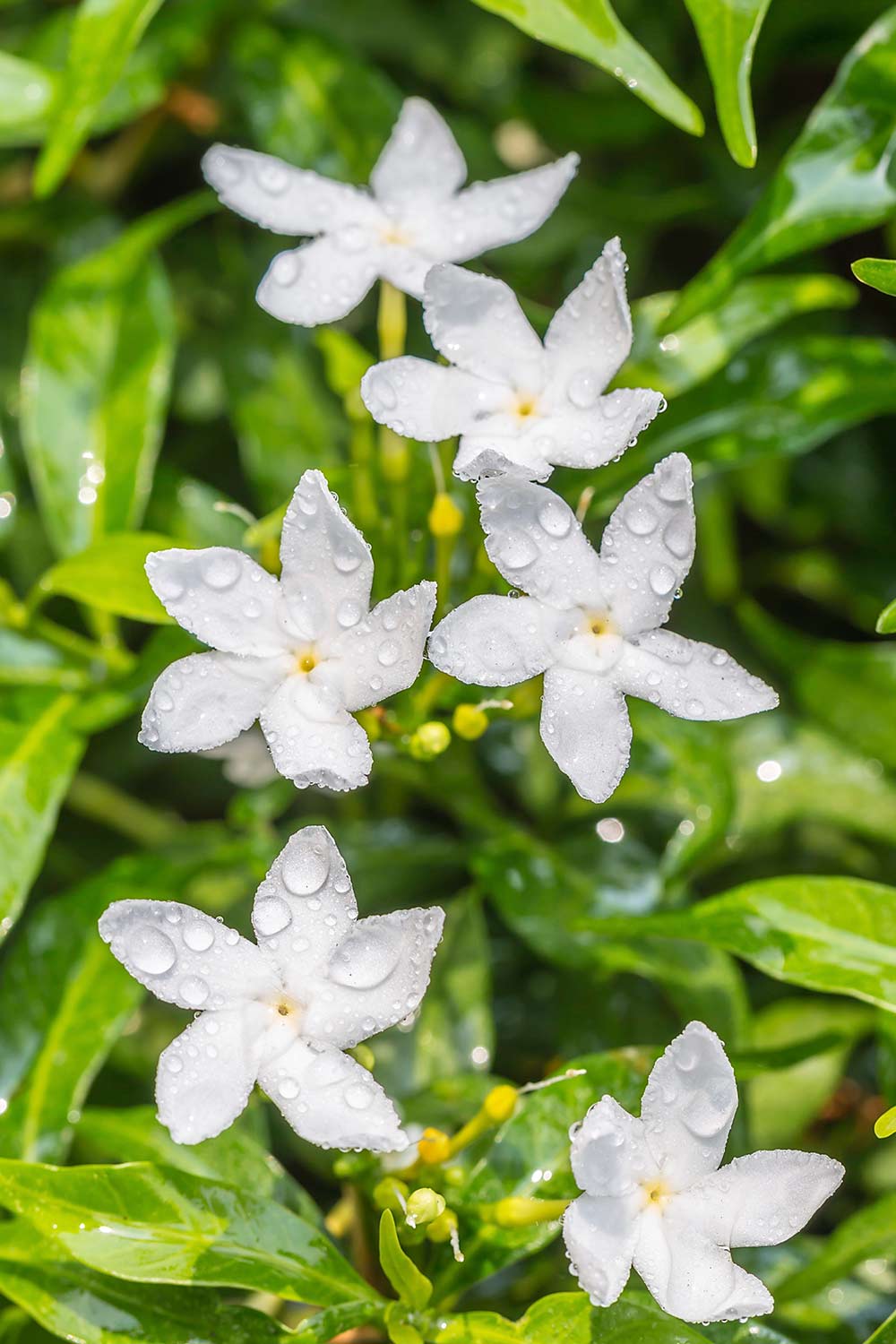 How to grow and care for jasmine | Better Homes and Gardens