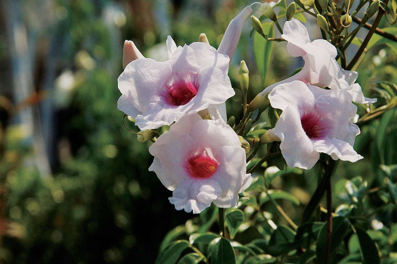 How to grow and care for jasmine | Better Homes and Gardens