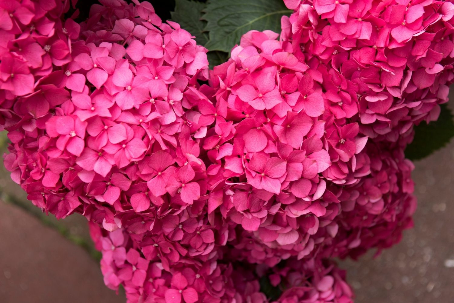 How to get more hydrangea flowers | Better Homes and Gardens