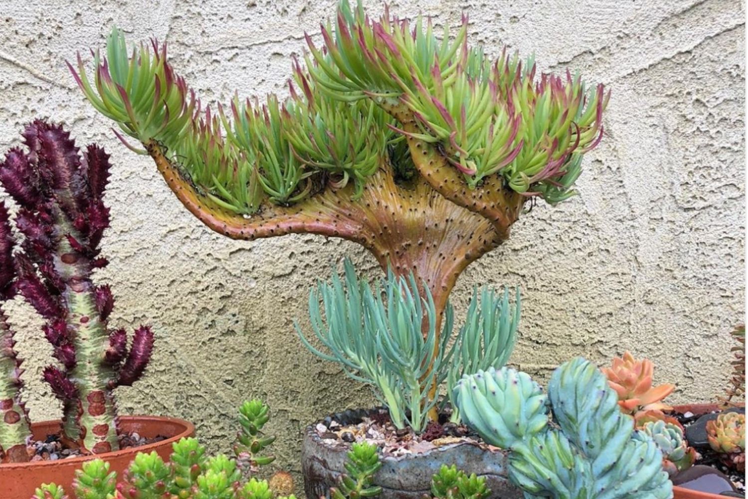Enchant Your Garden with a Mermaid Tail Succulent | Better Homes and ...