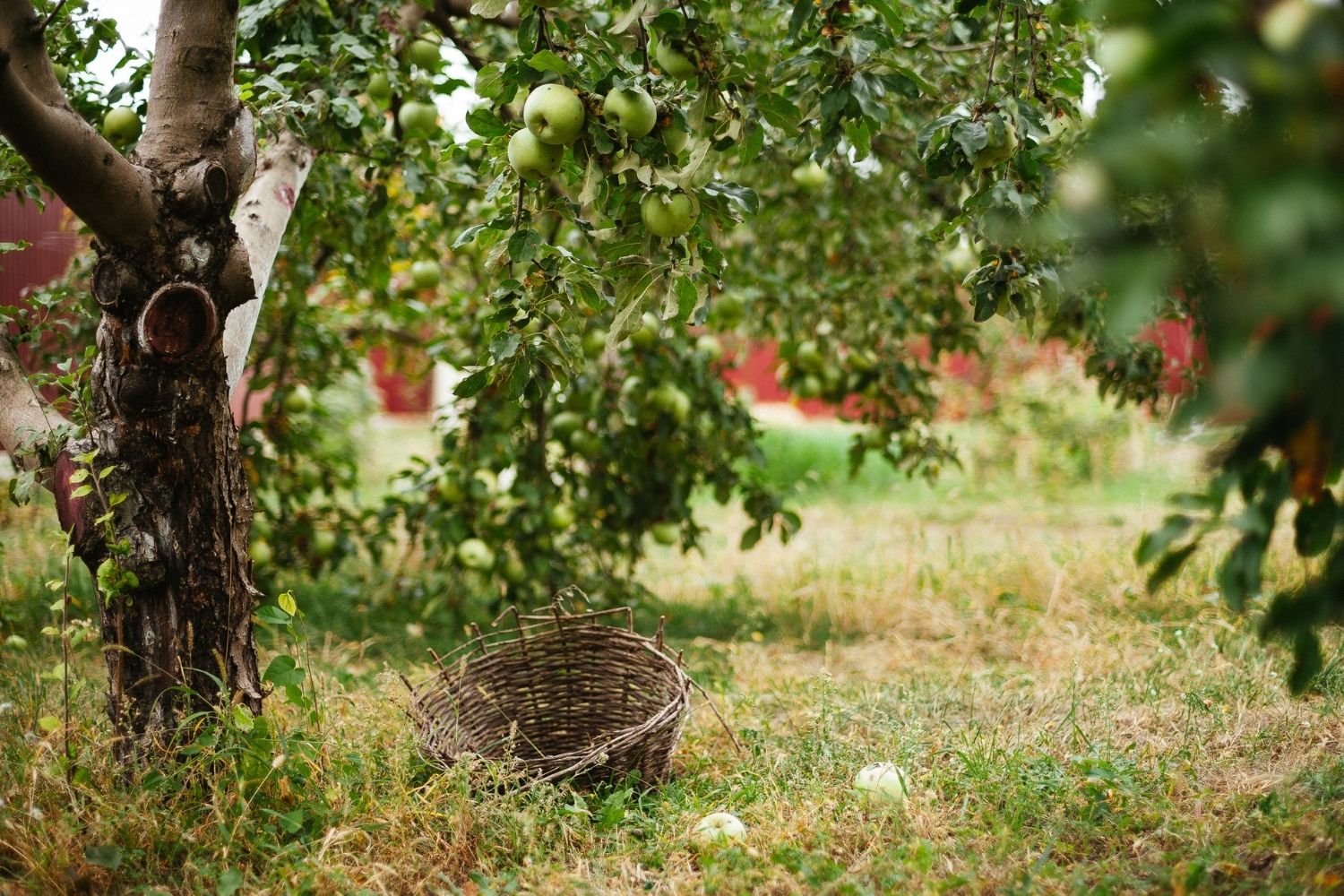 How to grow an apple tree | Better Homes and Gardens