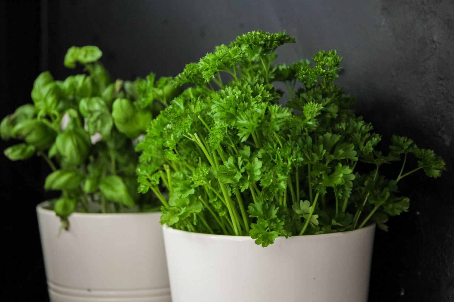 How to grow parsley, indoors or outside | Better Homes and Gardens