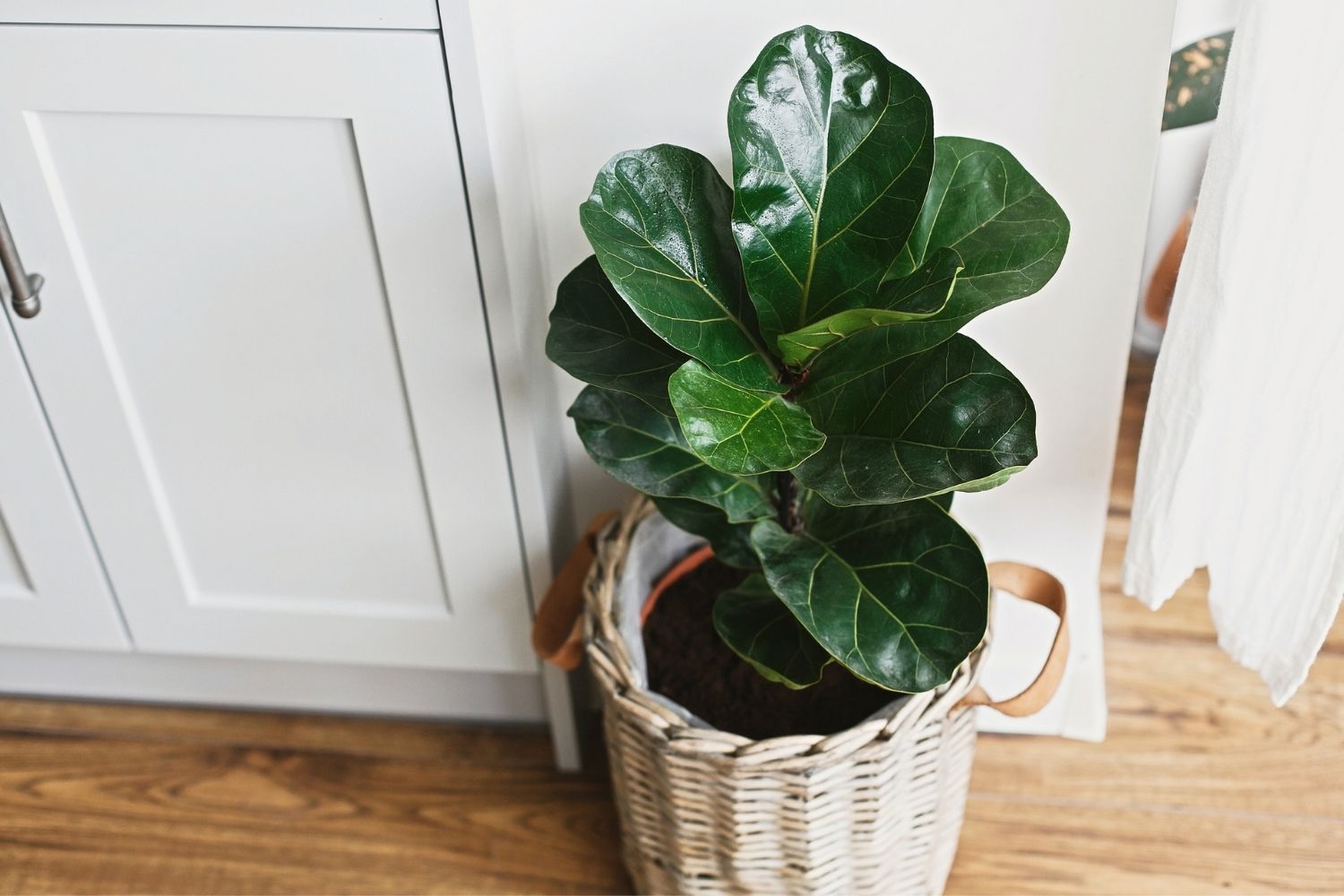 Fiddle Leaf Fig: How to Care for Your Fiddle Leaf Fig | Better Homes ...