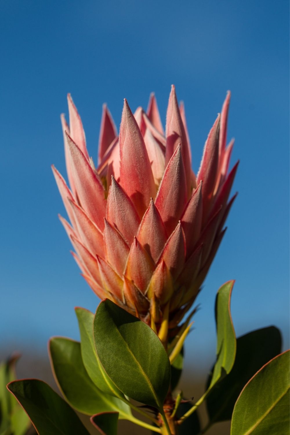 How to grow proteas | Better Homes and Gardens