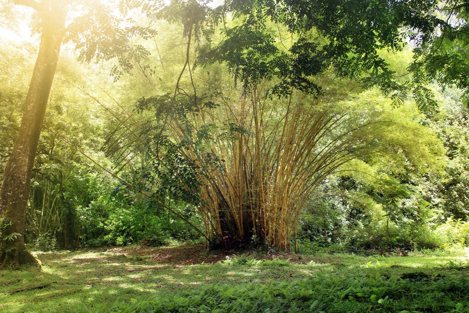 The best of clumping bamboo | Better Homes and Gardens