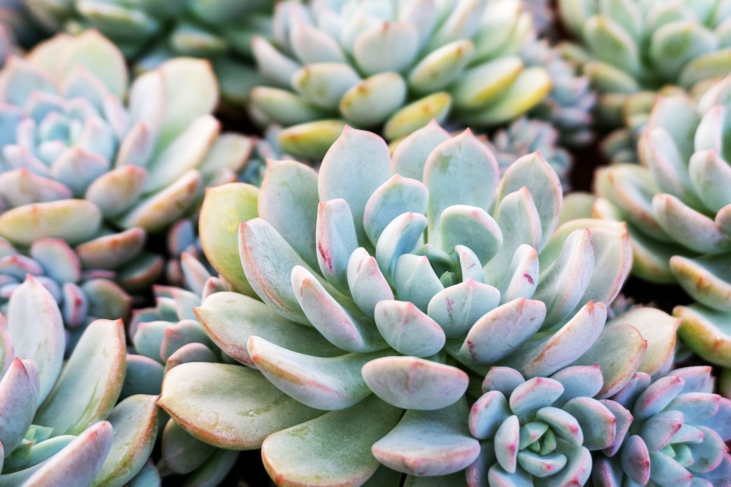 Succulent Plants: 11 Types of Succulents | Better Homes and Gardens