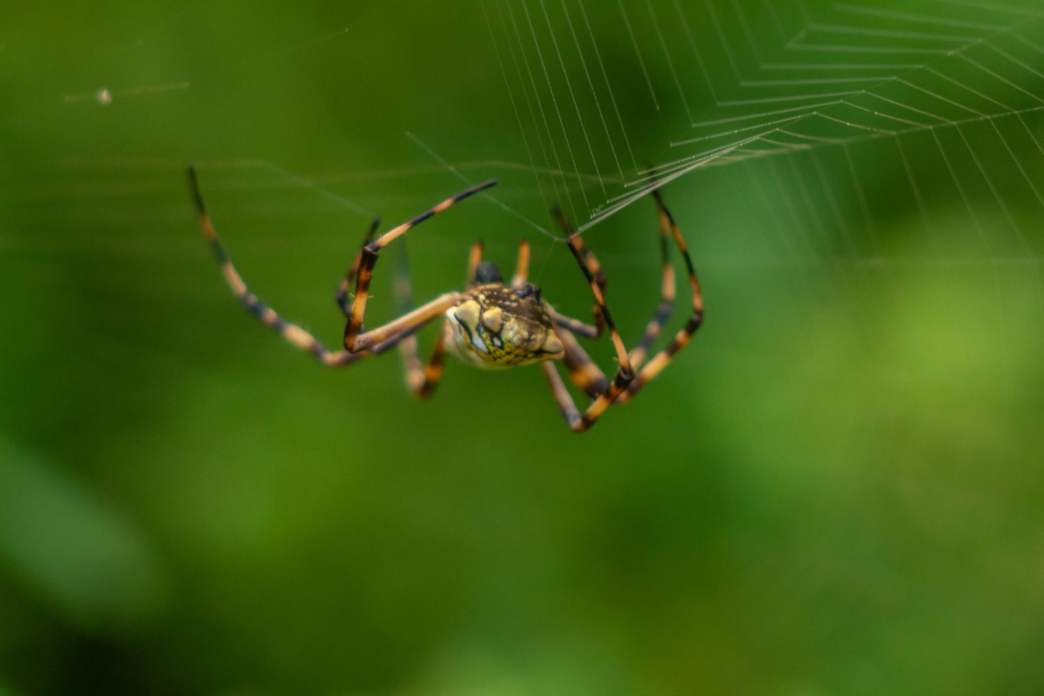 The spider-identification app: Spidentify | Better Homes and Gardens