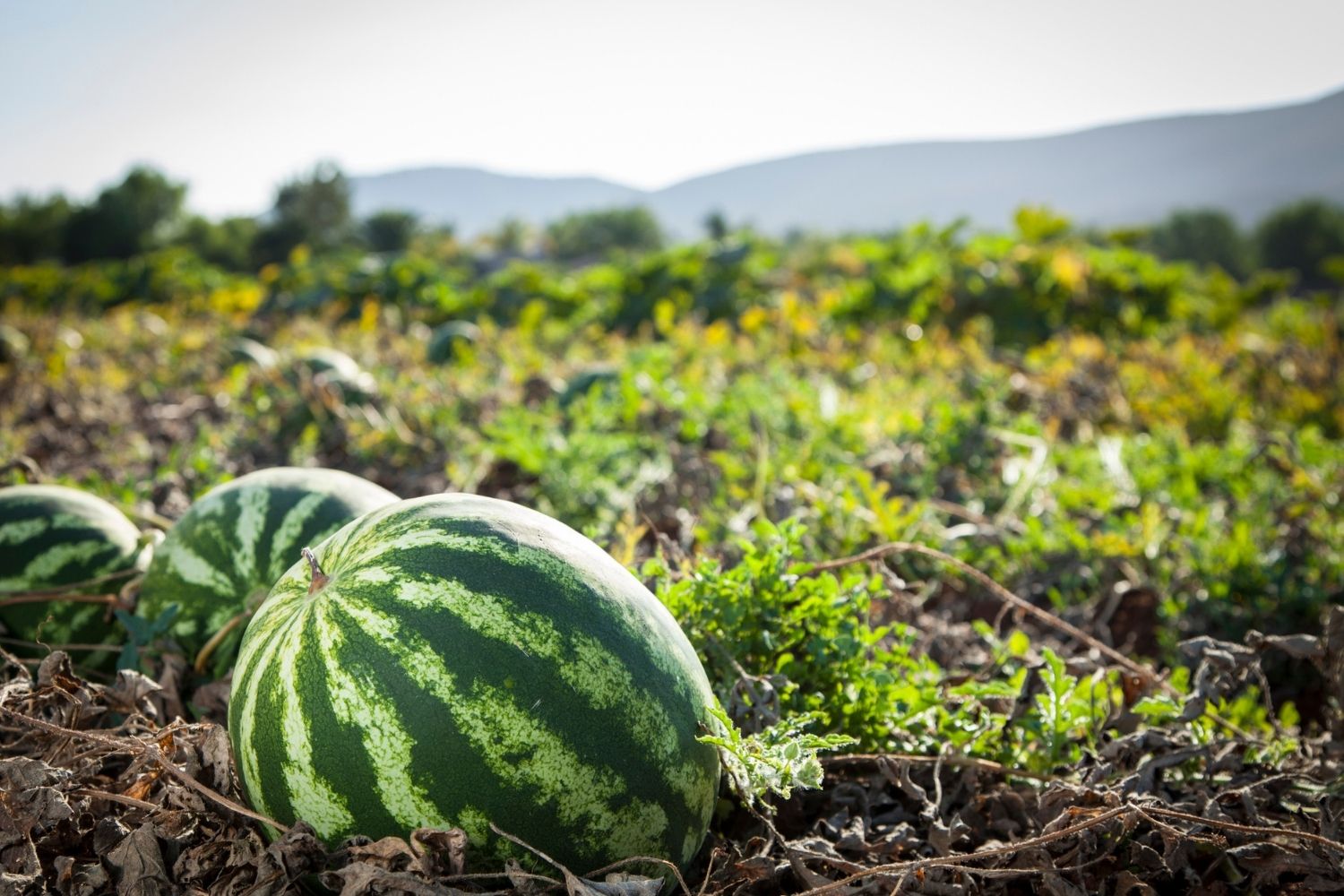 How to grow watermelon with tips on planting and harvesting | Better ...
