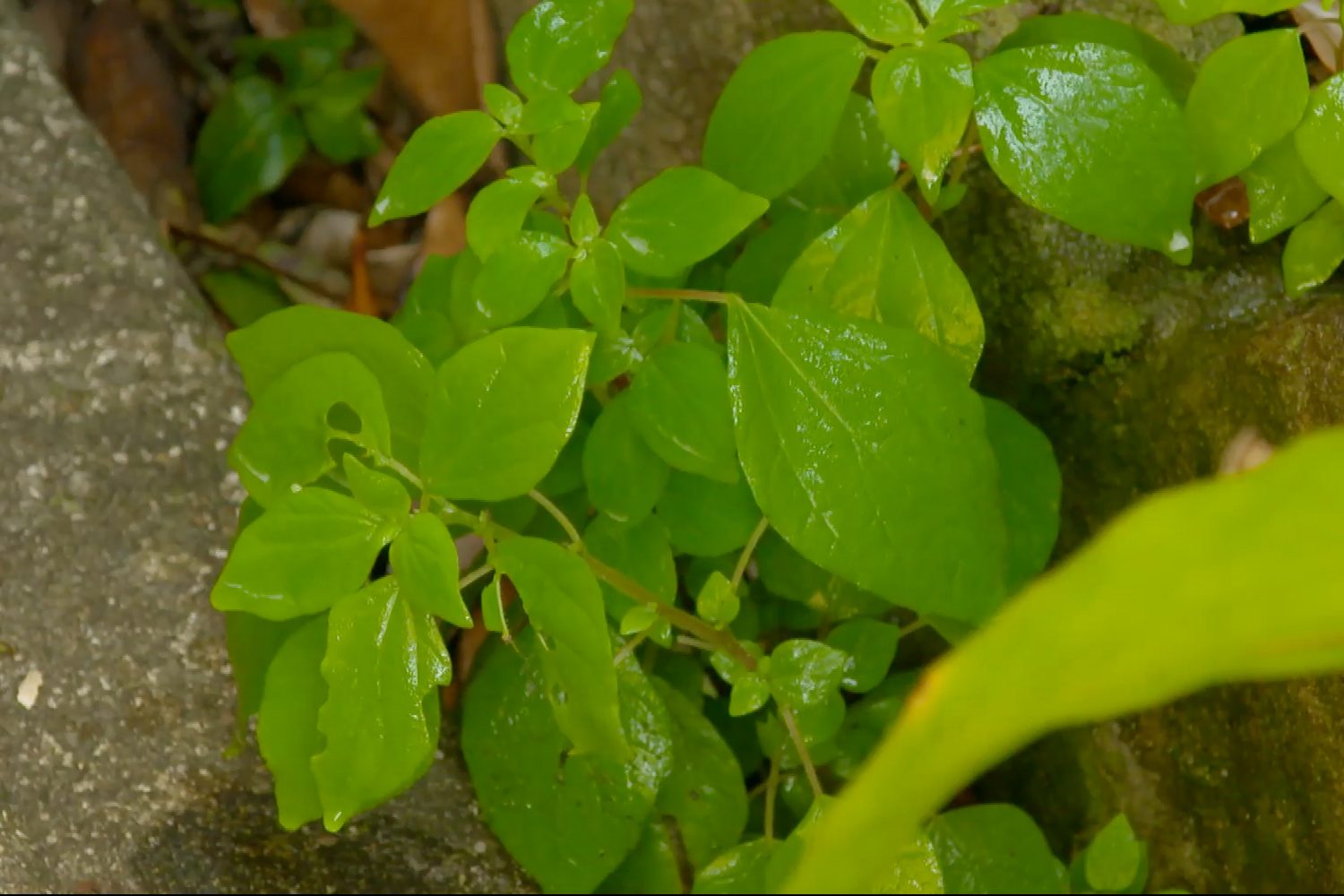 Charlie Albone’s top tips for planting in summer | Better Homes and Gardens