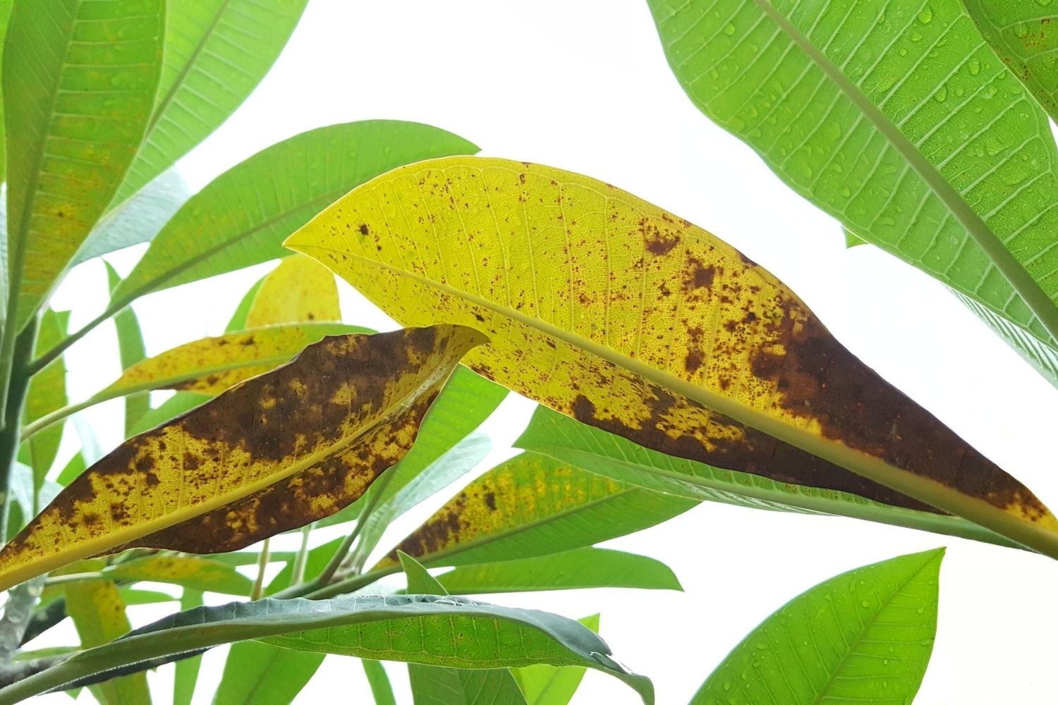 How To Grow Frangipanis | Better Homes and Gardens