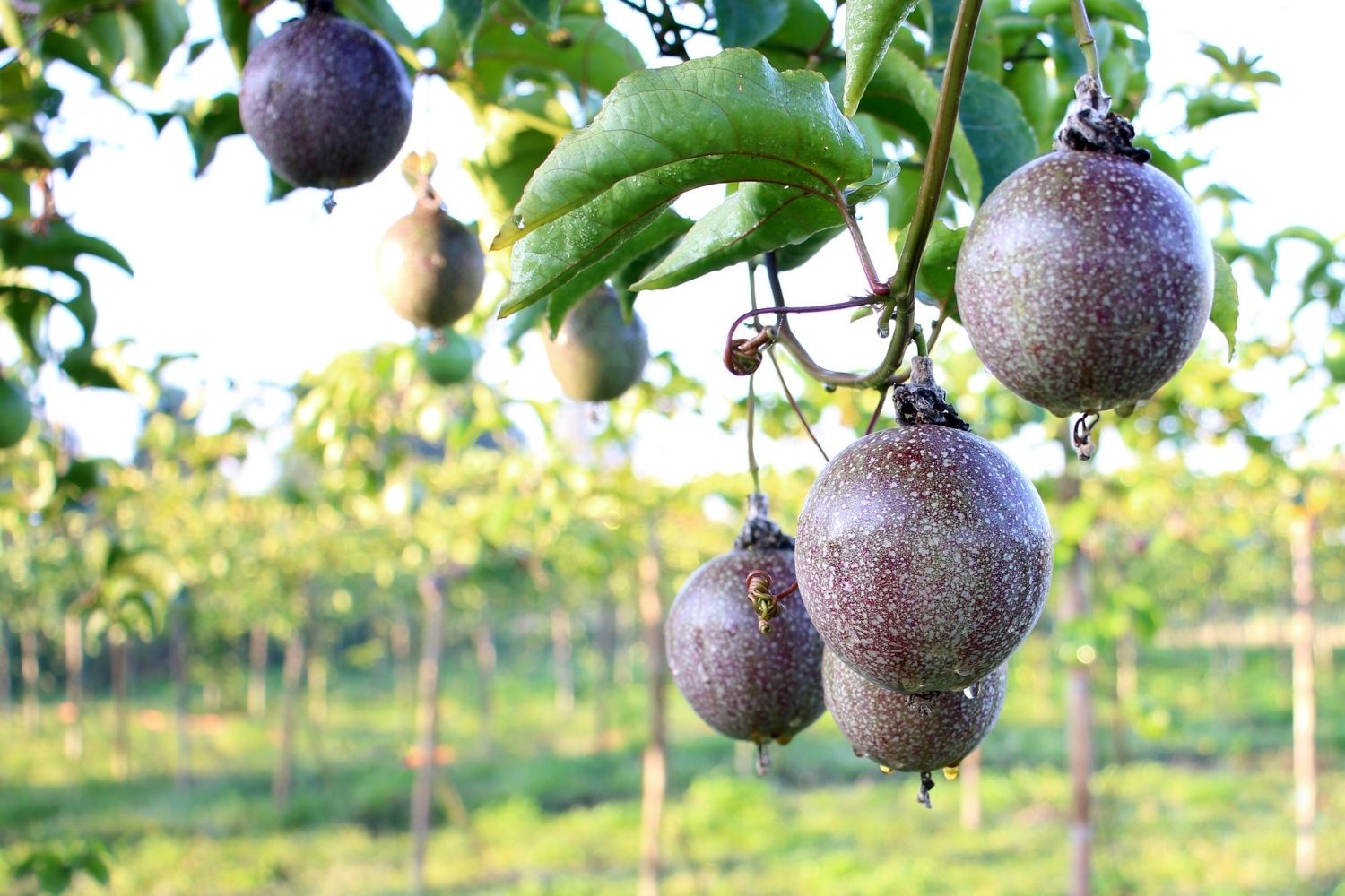 How To Grow A Passion Fruit Vine Better Homes And Gardens 4222