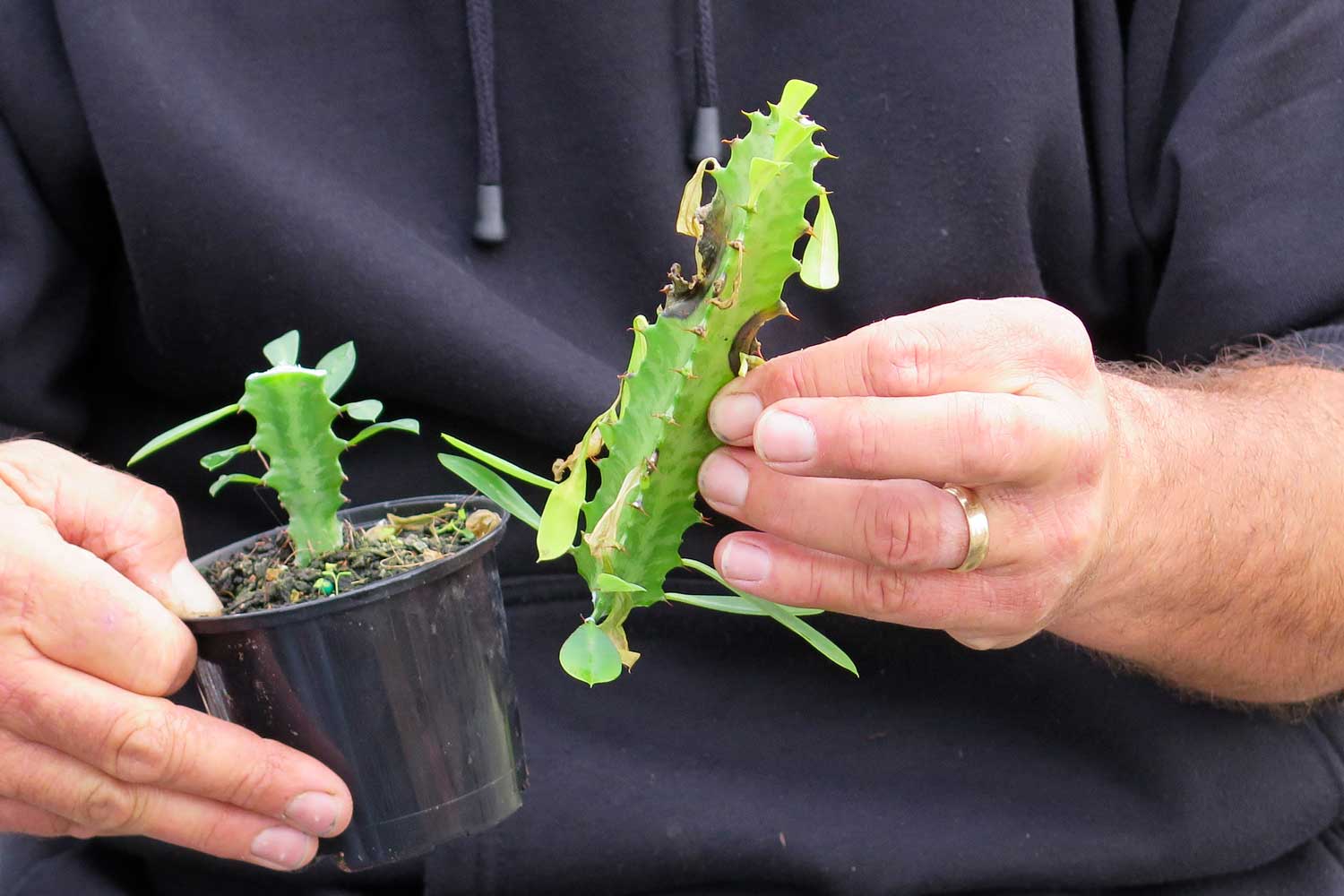 Charlie Albone’s guide to succulents | Better Homes and Gardens