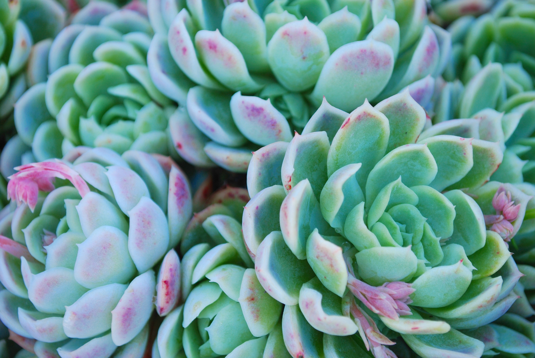 How to grow succulents: A beginner's guide | Better Homes and Gardens